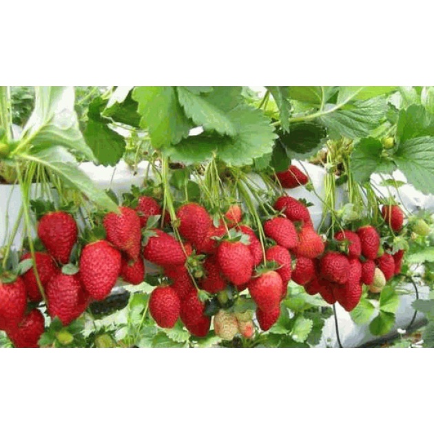 Jual Benih Buah Buahan | Shopee Indonesia