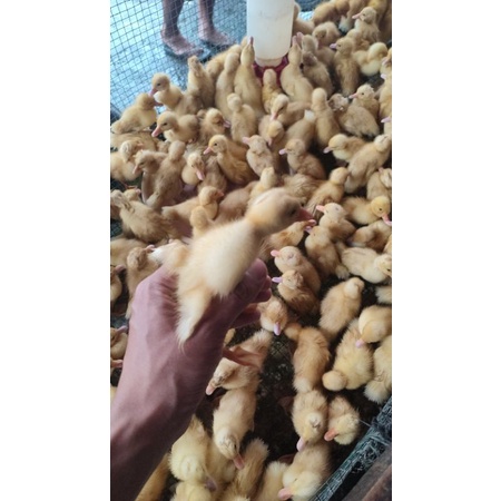 Harga bebek peking hibrida Terbaru Apr 2025 | BigGo Indonesia