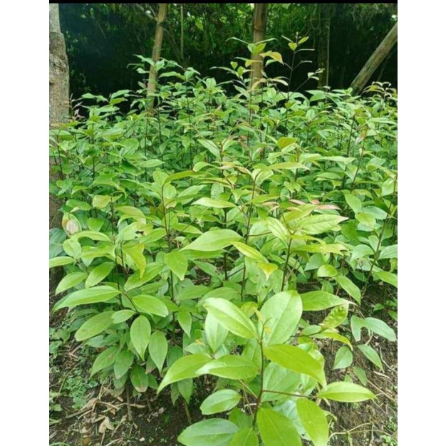 Jual Bibit kayu manis 110 pohon Tinggi 80 cm tanaman herbal rempah ...