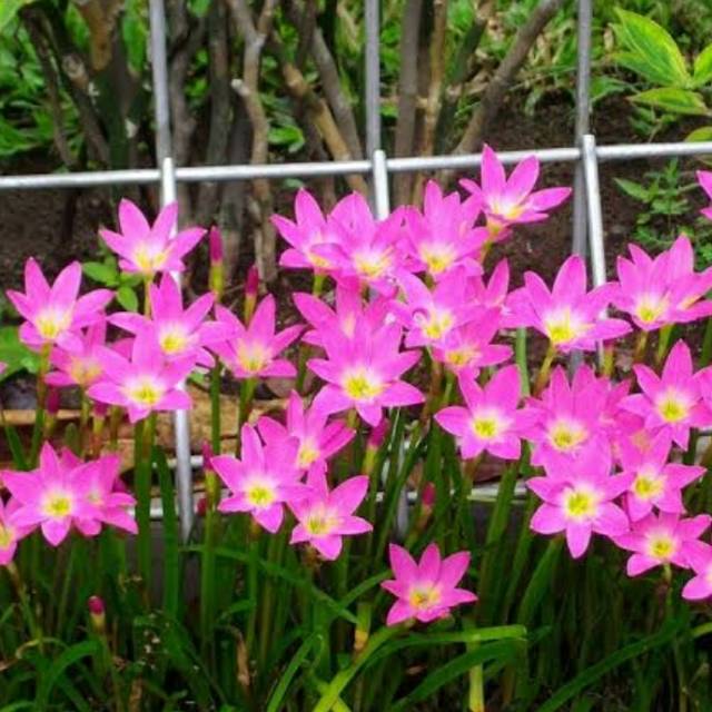 Jual 100 Umbi bibit Bunga Rain Lily free sedap malam | Shopee Indonesia