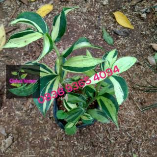 Tanaman pacing varigata - Pohon pacing pentul vatigata | Shopee Indonesia