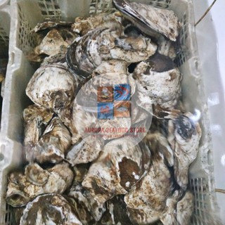 Jual Kerang Tiram / Oyster Hidup | Shopee Indonesia