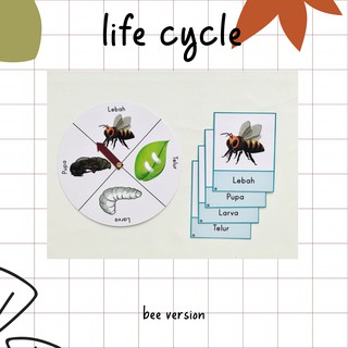 Jual Flashcard Life Cycle Daur Hidup Hewan Kupu-kupu Lebah Serangga ...