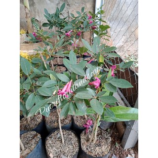 Jual tanaman hias tabebuya merah-tabebuya bunga merah | Shopee Indonesia