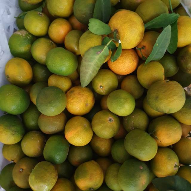 Jual Buah Jeruk Mandarin Shantang Santang Madu Fresh Per Keranjang ...