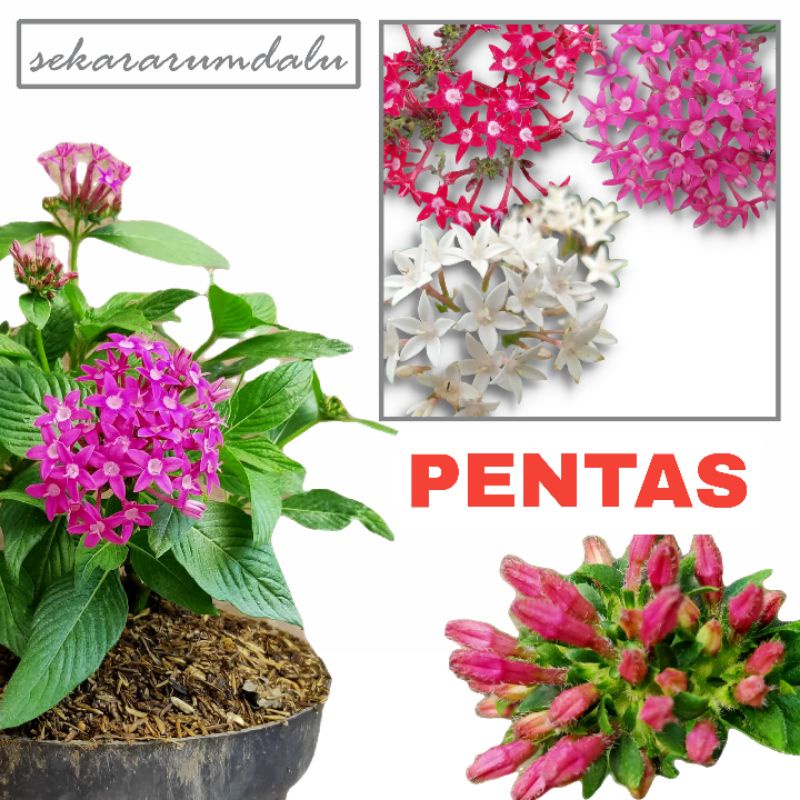 Jual Tanaman Hias Bunga PENTAS Tanaman Hidup untuk Hiasan Taman ... Jual Tanaman Hias Bunga PENTAS Tanaman Hidup untuk Hiasan Taman ...