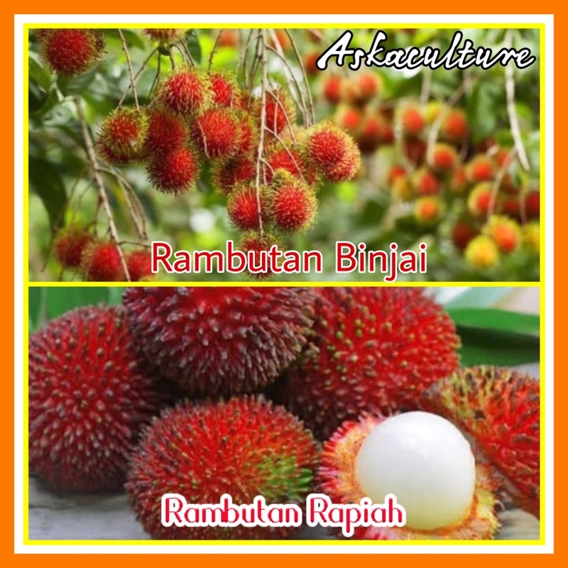 Jual Bibit buah Rambutan Rapiah / Binjai mau pilih yang mana tanaman ... Jual Bibit buah Rambutan Rapiah / Binjai mau pilih yang mana tanaman ...