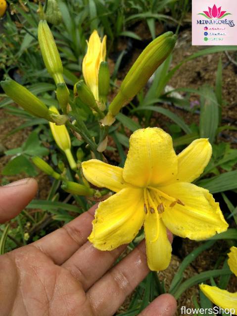 30+ Gambar Bunga Lily Kuning yang Wajib Disimak! - Informasi Seputar ...