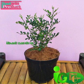 Jual Tanaman Hias Bahan Bonsai Untuk Pemula Dan Profesional Kemuning ...