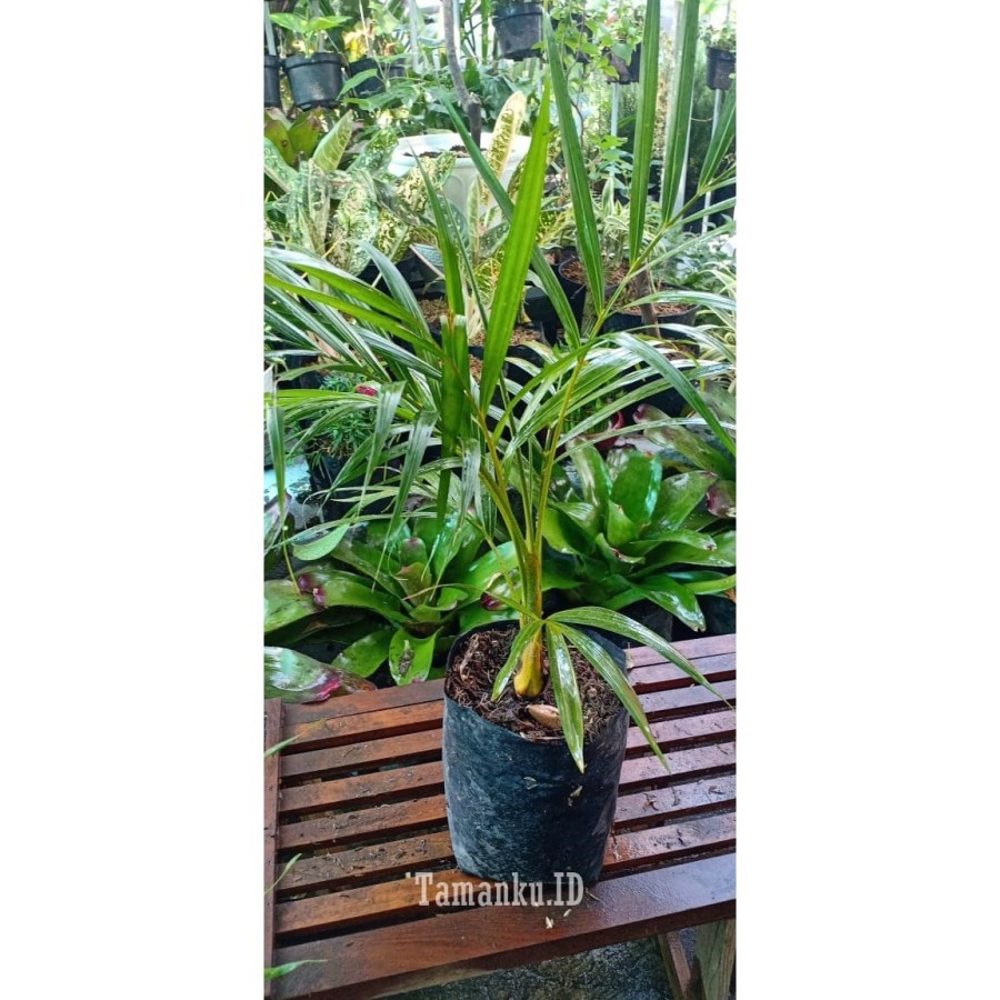 Jual Tanaman Palem Kuning / Tanaman Hias palem palm kuning / Tanaman ...