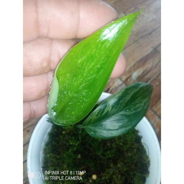Jual Scindapsus Treubii Moonlight Variegata / Skindapsus Monlight ...