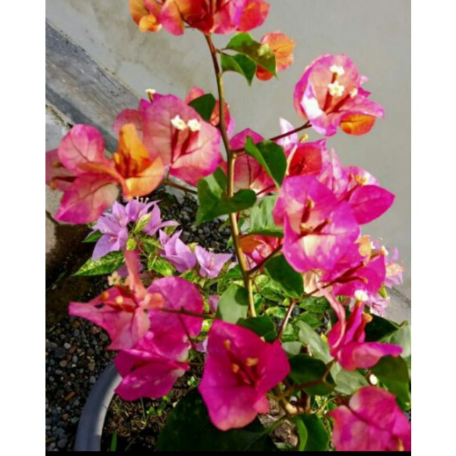 Jual bougenville citra india bibit(sambung) | Shopee Indonesia