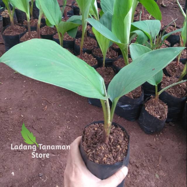 Jual Tanaman herbal pohon temu kunci(boesenbergia rotunda) | Shopee ...