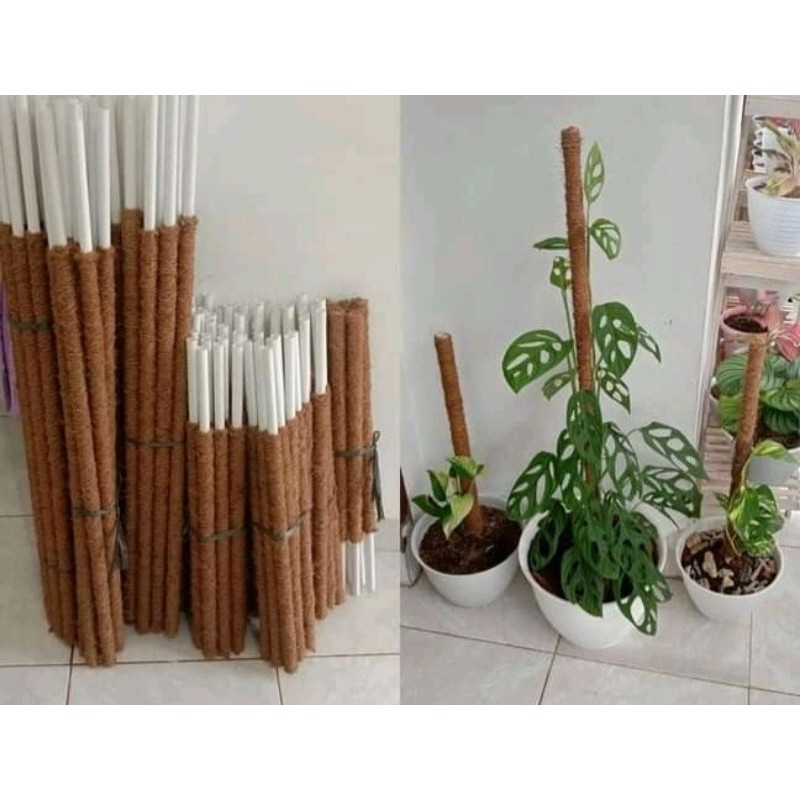 Jual TURUS PENYANGGA TANAMAN 60CM BAHAS TAMBANG ( TURUS TANAMAN ...