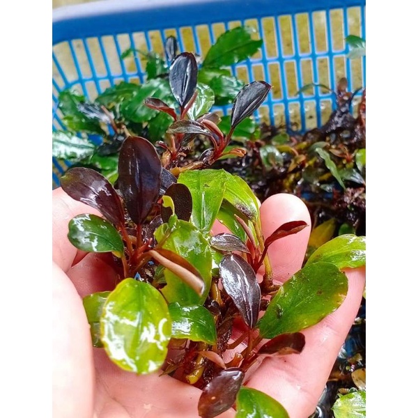 Produk Barangbari_plants | Shopee Indonesia