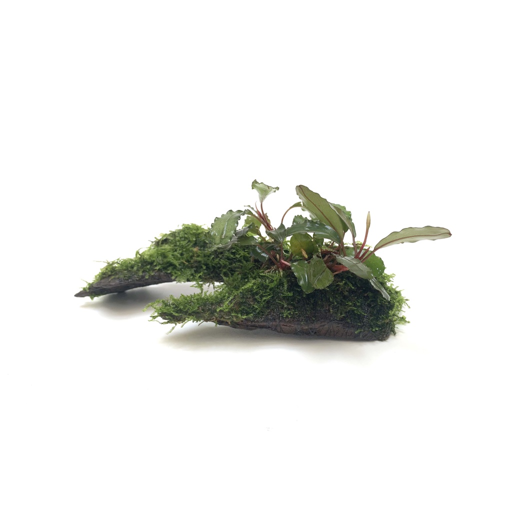 Jual Kayu Rentek Driftwood Plus Moss dan Bucephalandra Aquascape ...