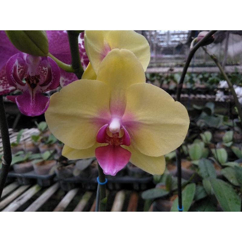 Jual anggrek bulan afkiran kuning lidah merah phalaenopsis hybrid ...