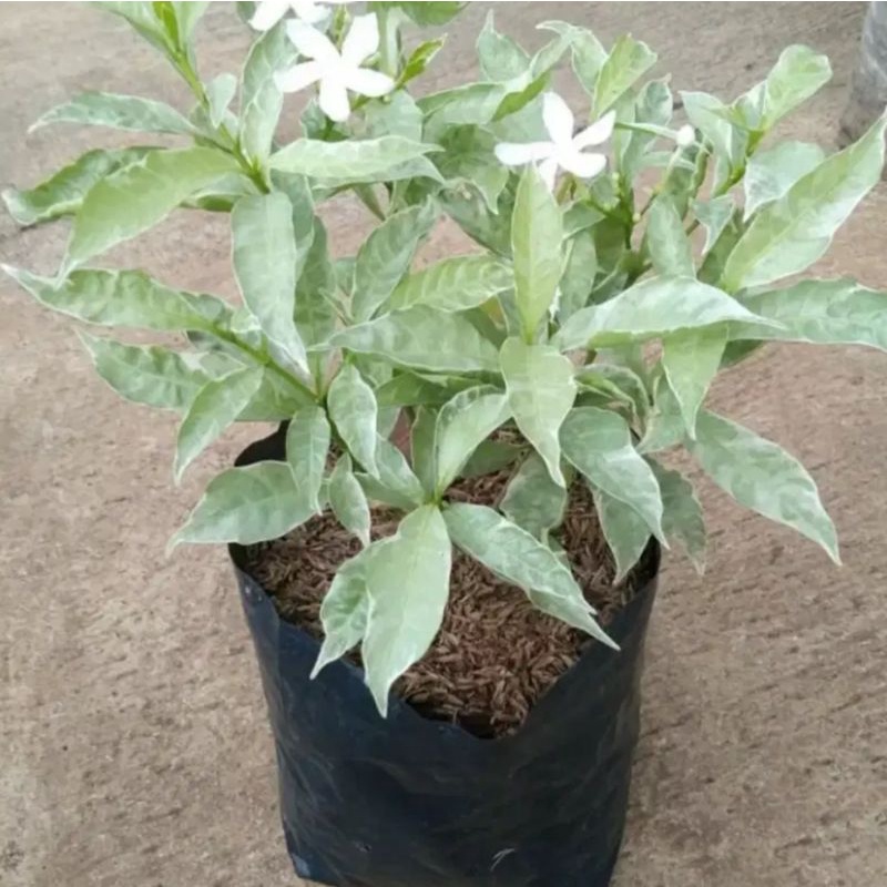 Jual Rombosa Putih / Rombosa Silver / Rombosa daun lebar / Rombusa ...