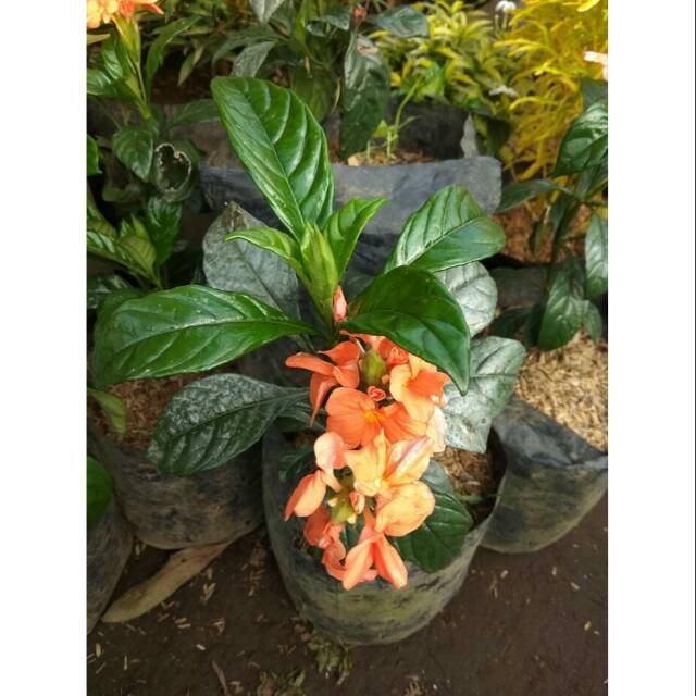 Beginilah 41+ Tanaman Bunga Orange yang Lagi Viral - Informasi Seputar ...