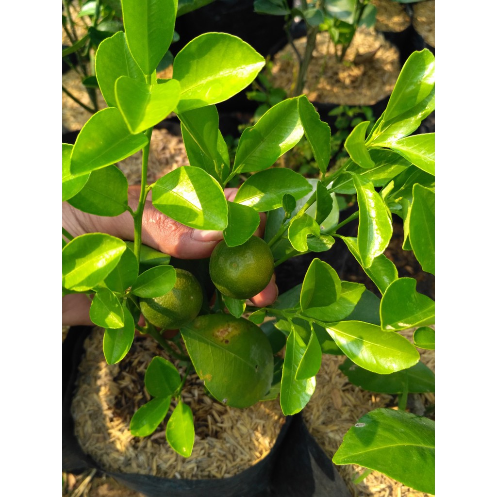 Jual bibit tanaman buah jeruk kasturi | Shopee Indonesia