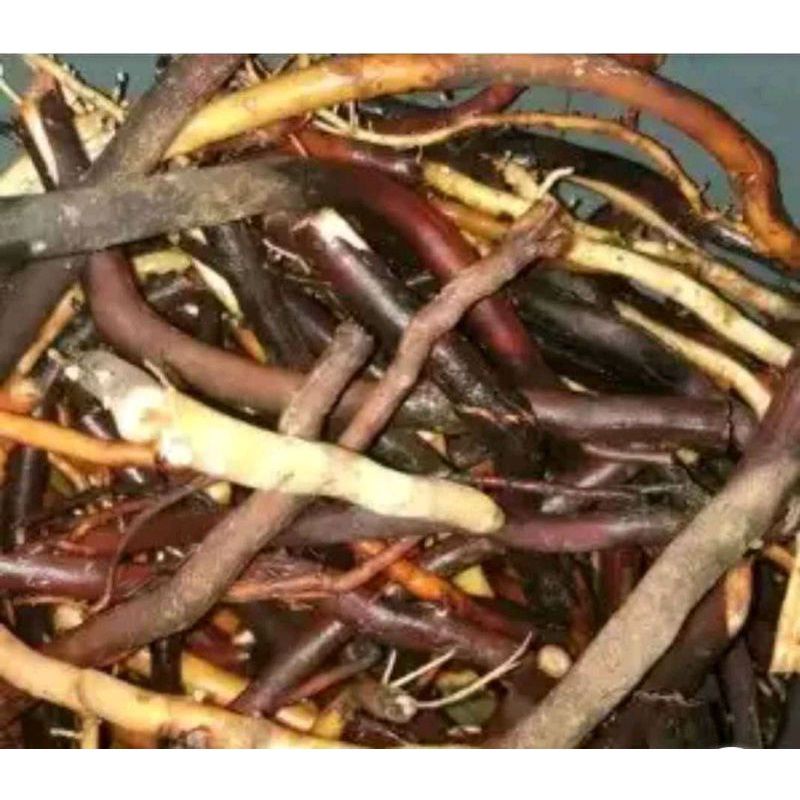 Jual akar pohon aren atau akar Kawung 100gr | Shopee Indonesia