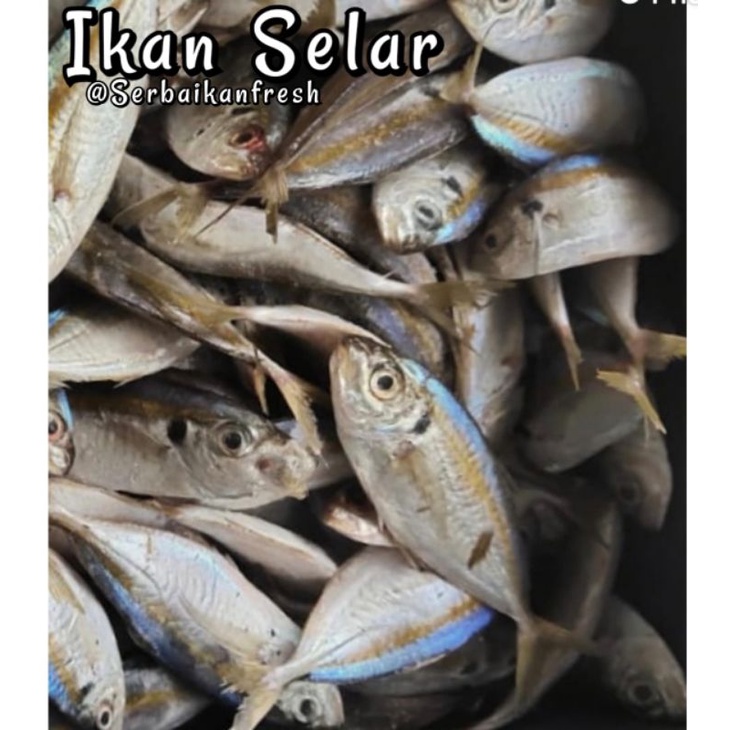 Jual IKAN SELAR MURAH SEGAR | Shopee Indonesia