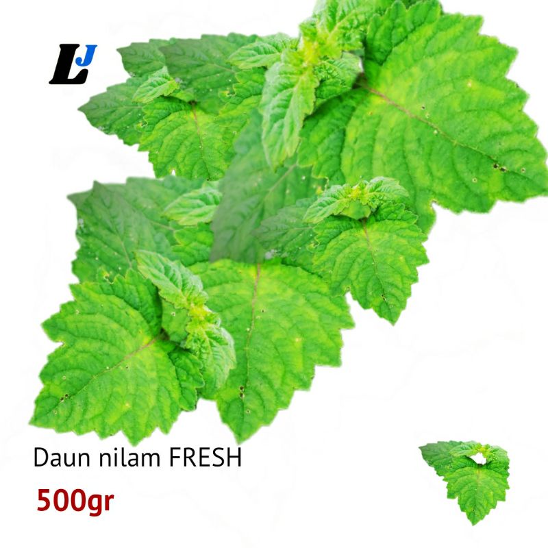 Jual DAUN Nilam Fresh 500gr | Shopee Indonesia