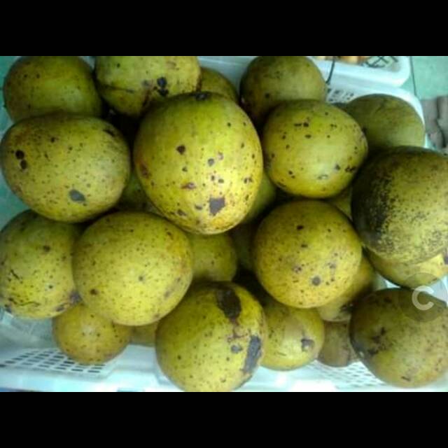 Buah Limus Dalchaebi