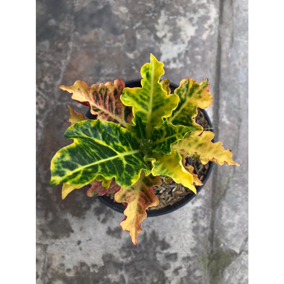 Jual Tanaman hidup bunga puring GELOMBANG CINTA warna daun cantik ...