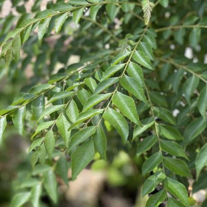 Jual Daun Kari Segar Langsung Petik - Daun Salam Koja Segar - Daun ...