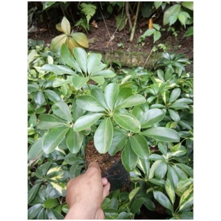 Jual Tanaman Hias bunga hidup Walisongo daun Hijau | Shopee Indonesia