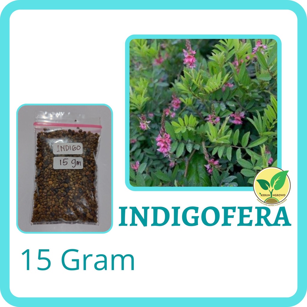 Jual Benih Indigofera 15 Gram Beserta Polibag Ukuran 15x15 cm 50 Lembar ...
