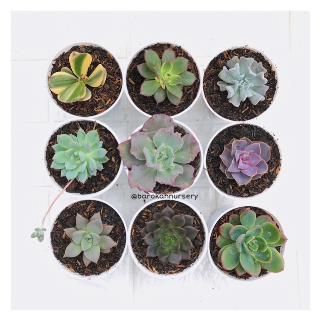 Jual Paket Sukulen 9pcs Plus Pot putih 8cm | Shopee Indonesia