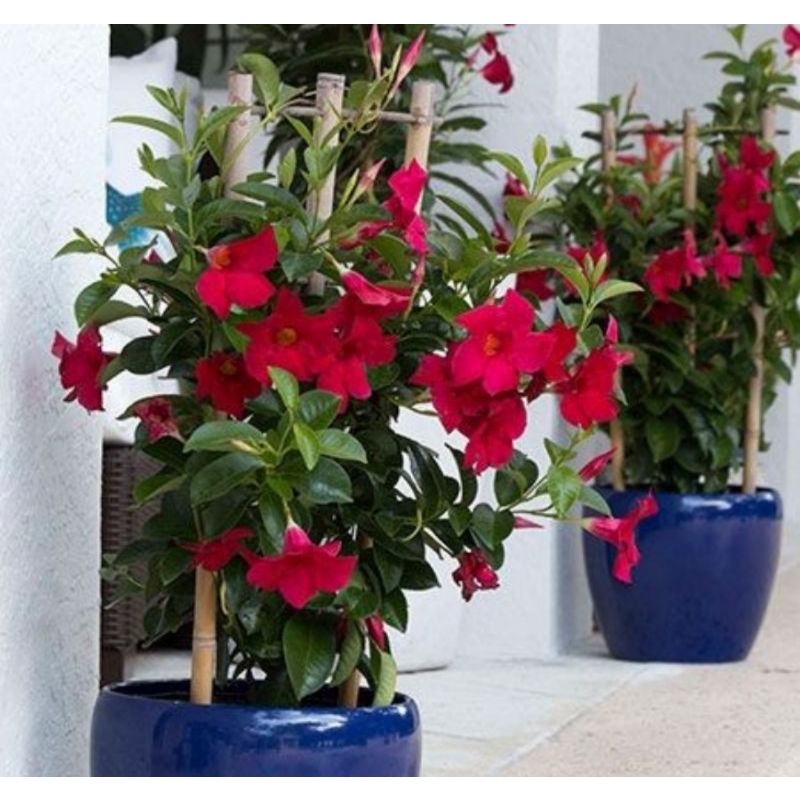 Jual tanaman hias pohon bunga Alamanda/mandevilla bunga merah | Shopee ...