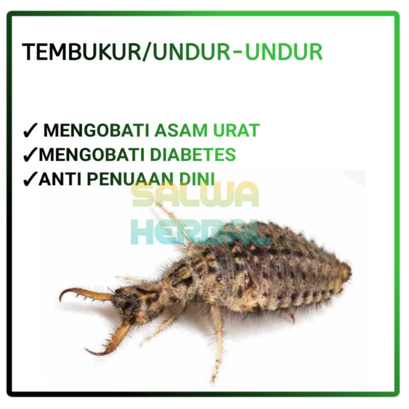 Jual UNDUR-UNDUR OBAT HERBAL/TEMBUKUR. | Shopee Indonesia