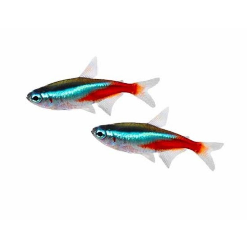 Jual Ikan Neon Tetra Ikan aquascape | Shopee Indonesia