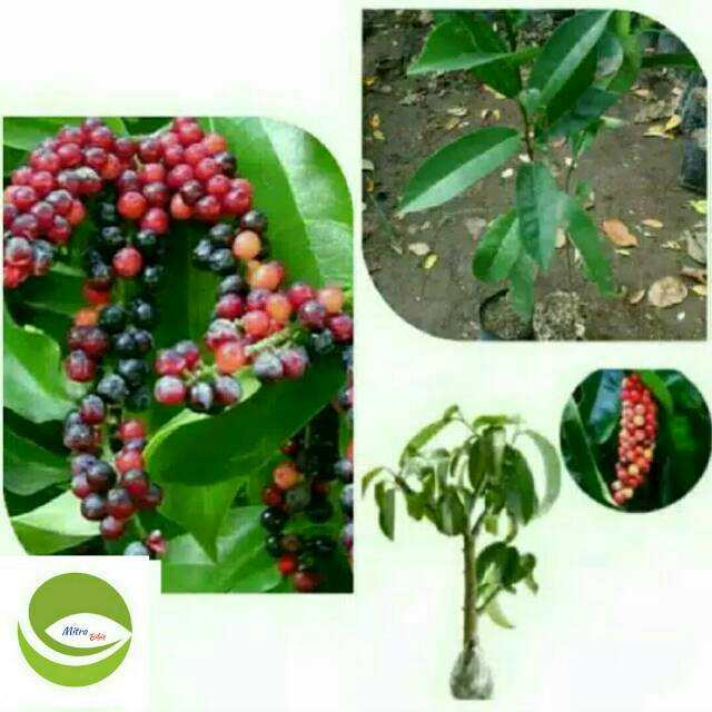 Jual Bibit Tanaman Buah Buni/Buah Huni/Pohon Antidesma Bunius ( Bignai ...