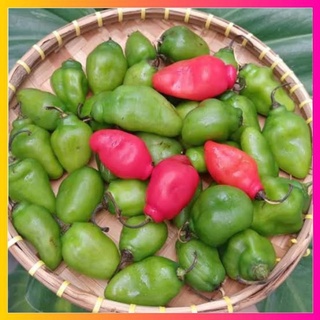 Jual ( 10 Gram ) Benih Cabe Gendot | Cabe Habanero | Dieng | Gendut ...