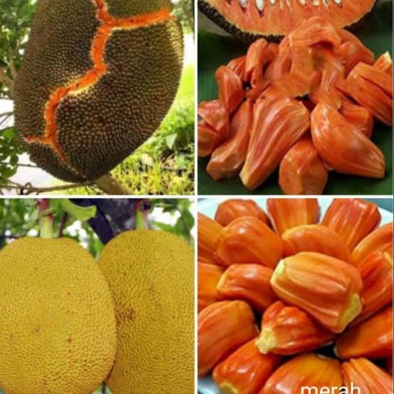 Jual bibit tanaman nangka merah okulasi genjah super. | Shopee Indonesia