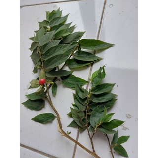 Jual Daun Kersen / Daun seri / Talok / Ceri Segar 200g ( Mutingia ...