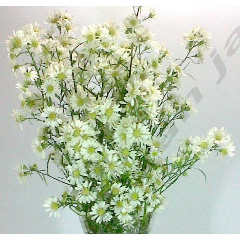 Jual BUNGA PIKOK PEACOCK ASLI - PUTIH - BUNGA POTONG | Shopee Indonesia