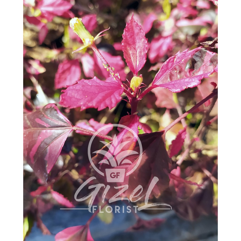 Jual Tanaman Hias Bunga Sepatu Varigata Merah | Shopee Indonesia