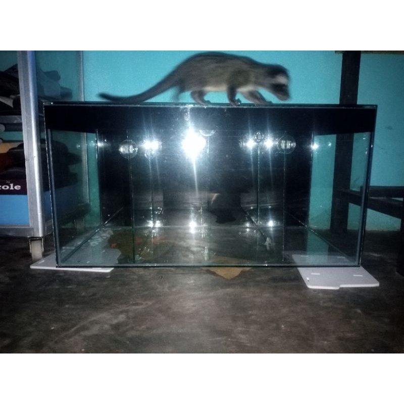 Jual Musang akar | Shopee Indonesia