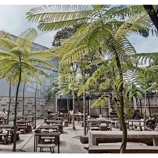 Jual tanaman solobium pakis brazil schizolobium parahybai tinggi 2 ...