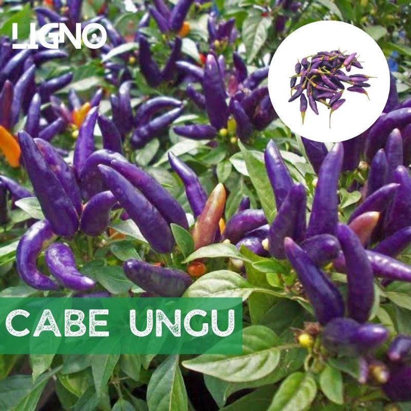 Jual Benih CABE UNGU Purple Pepper Biji Cabai | Shopee Indonesia