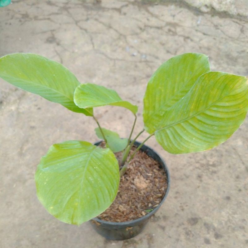 Jual tanaman hias calatea minyak | Shopee Indonesia
