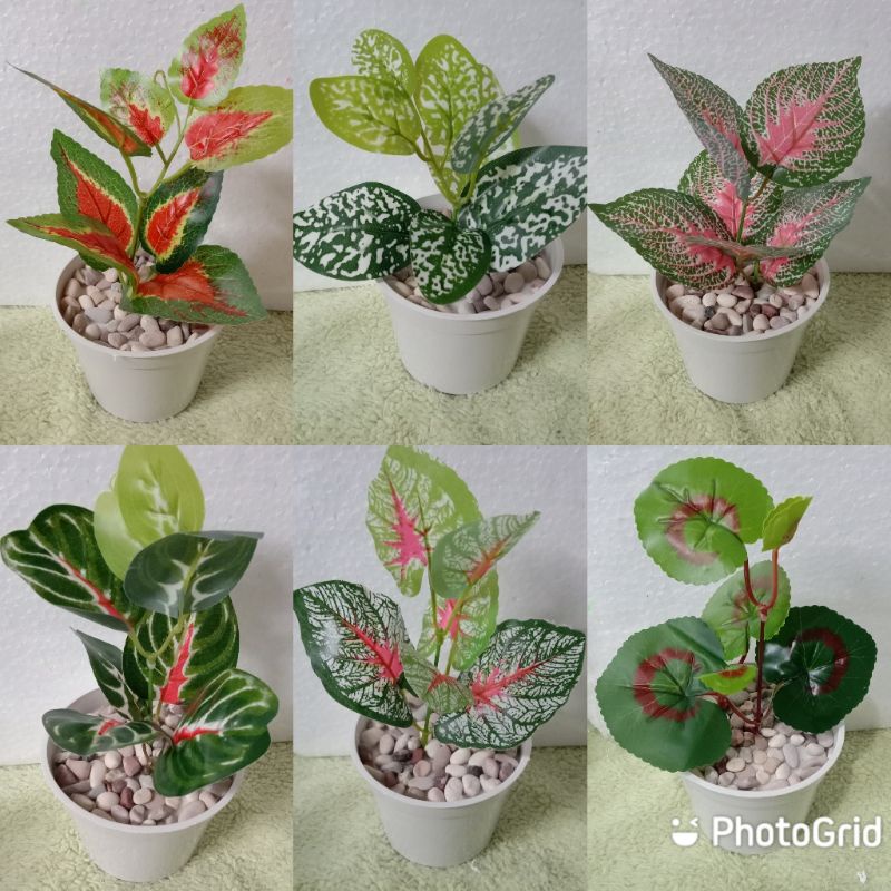 Jual Rangkaian daun murah pot D10 (polos) Indonesia|Shopee Indonesia