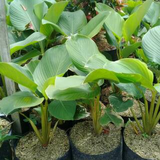 Jual CALATHEA LUTEA (PISANG kATAK) | Shopee Indonesia