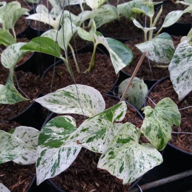 Jual Tanaman Hias Rambat - Bibit Sirih Belanda Putih Ford | Shopee ...