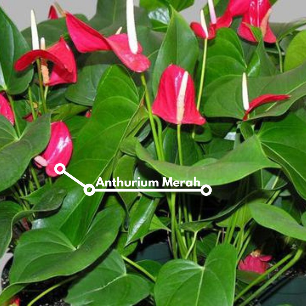 Jual Tanaman Anthurium Merah ( Mini ) Indonesia|Shopee Indonesia